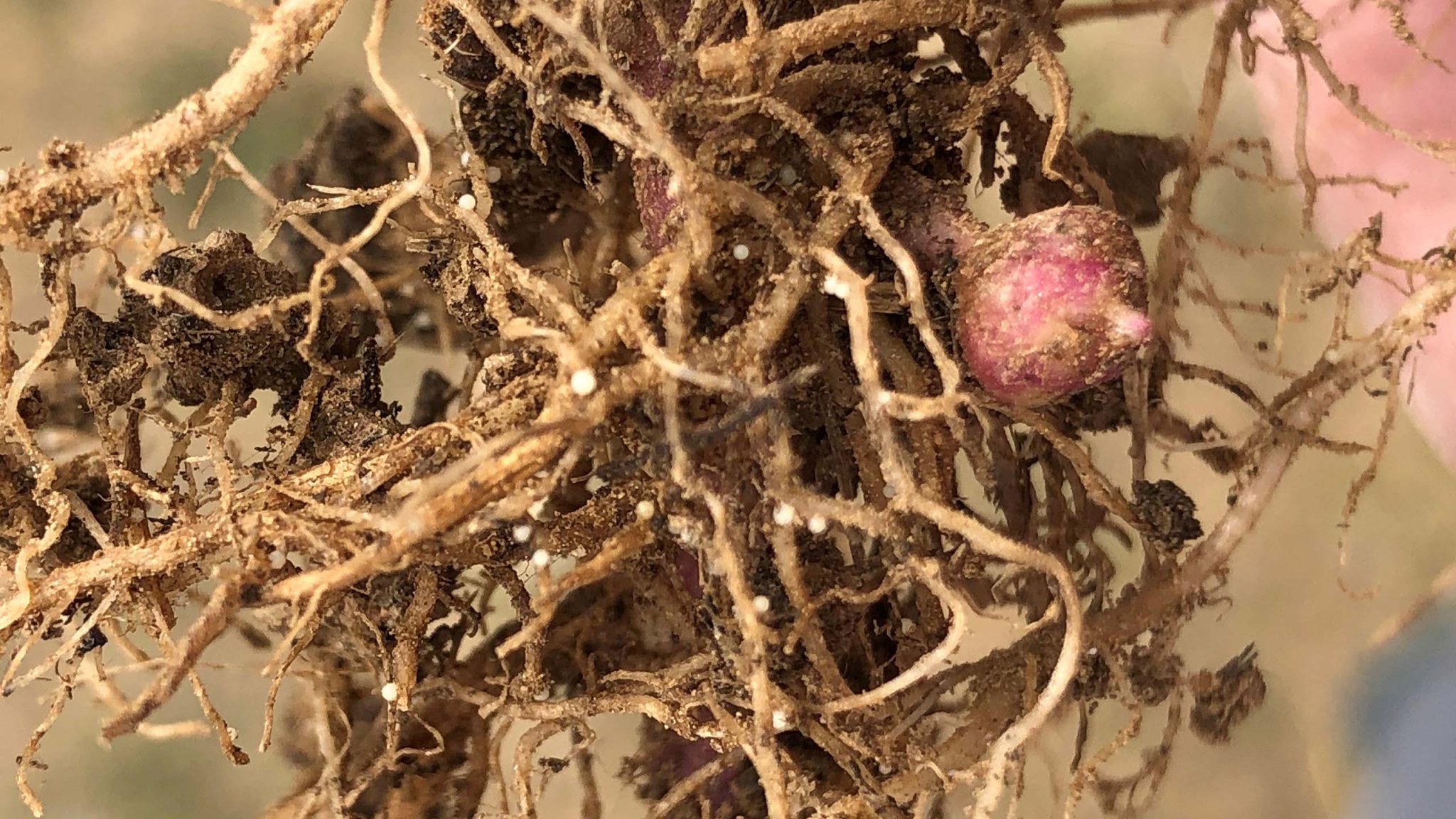 Stubby Root Nematodes – Potatoes & Pests (PAPAS)